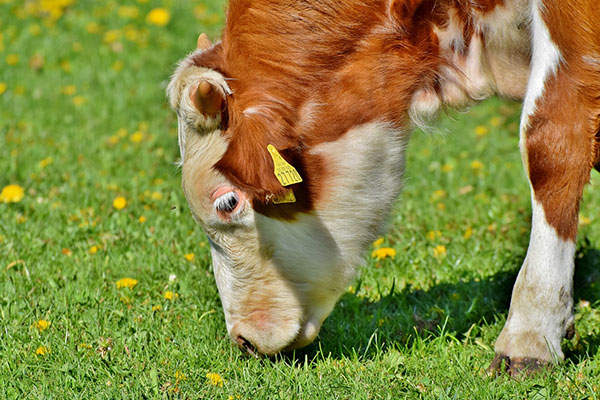 Farm Programs | Troy Insurance Agency